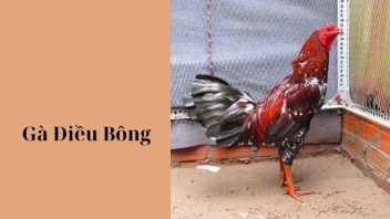 Gà Điều Là Dòng Gà Gì? Những Loại Gà Điều Được Ưa Chuộng Hiện Nay